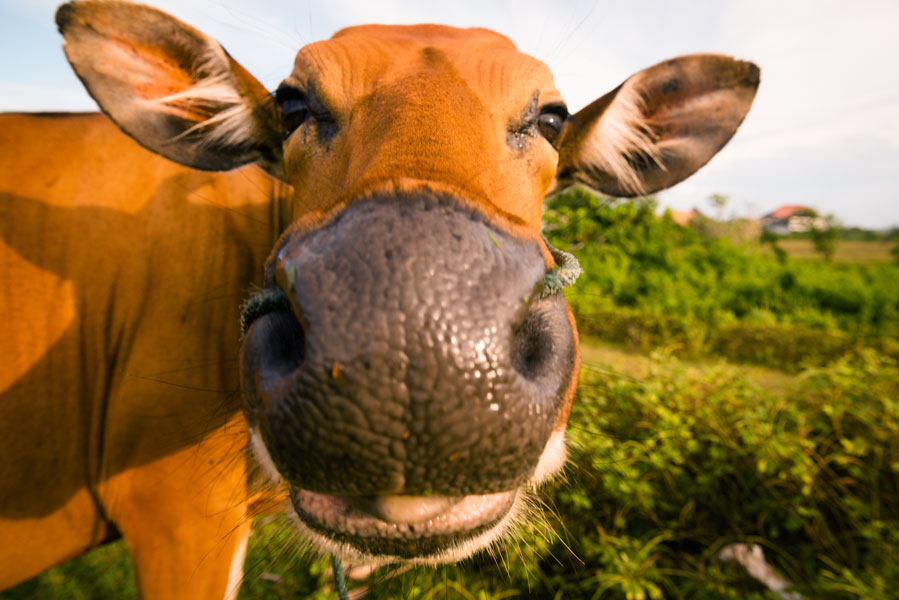 L'alimentation des bovins : une vache ça mange quoi? - Celagri