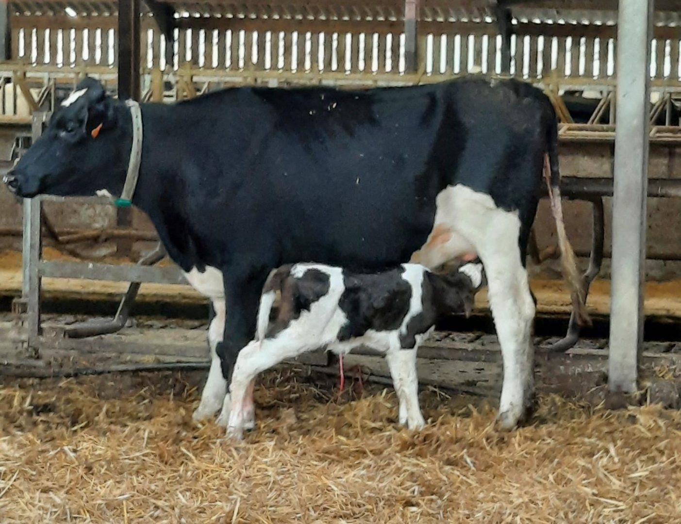 L'élevage des veaux laitiers : quelles évolutions ? - Celagri